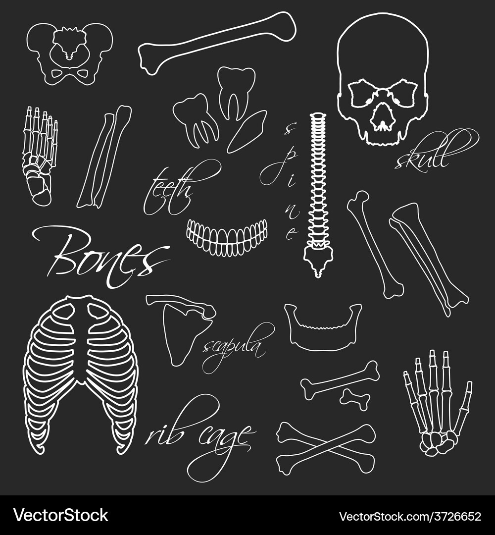 Human bones white outline symbols on blackboard Vector Image