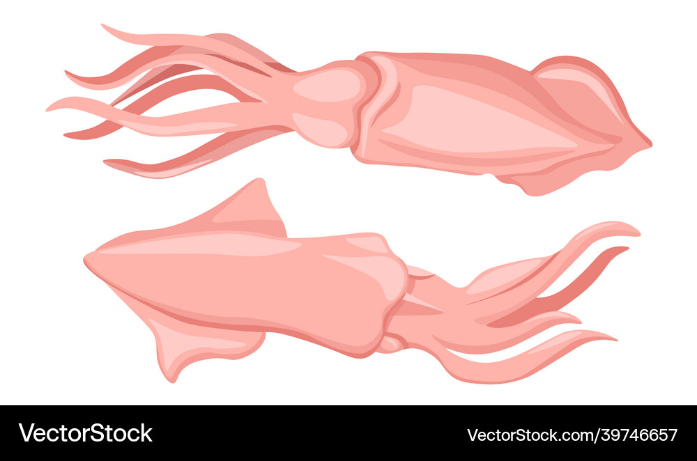 Squid sea creature raw seafood aquatic Royalty Free Vector