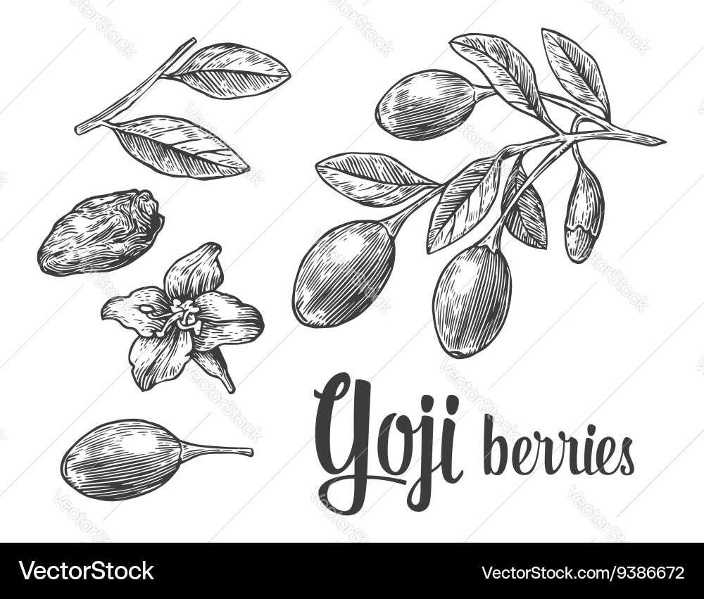 Goji berries on a branch black and white Vector Image
