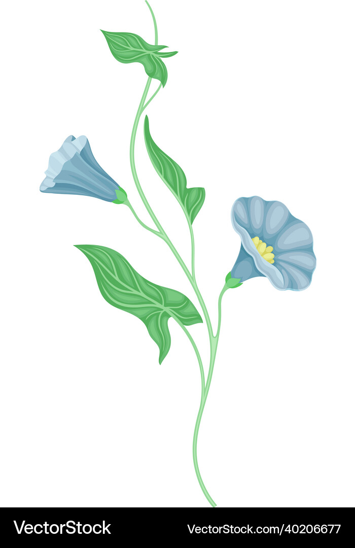 Blue flower or delicate blossom on leafy stem Vector Image