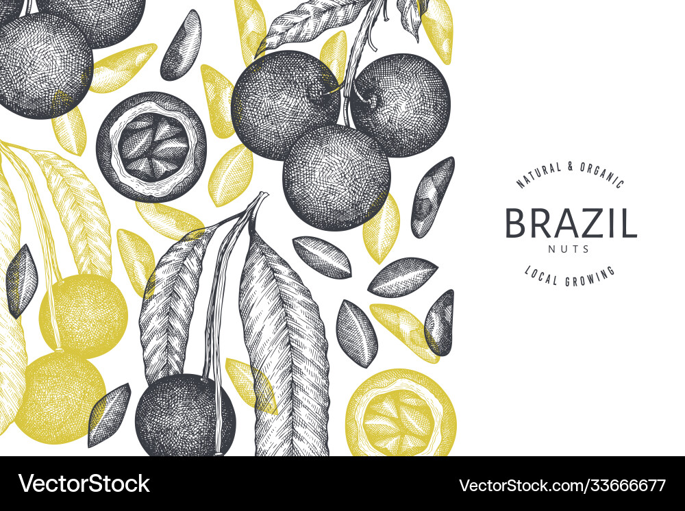 Hand drawn brazilian branch and kernels Royalty Free Vector