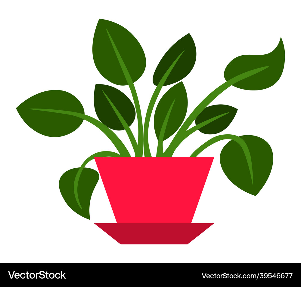 Indoor plant in a pot Royalty Free Vector Image