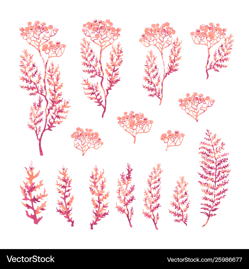 Set herbs plants and flowers Royalty Free Vector Image