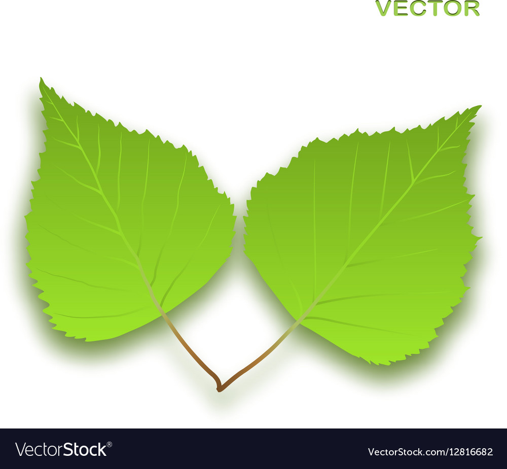 Tree leaves Royalty Free Vector Image - VectorStock