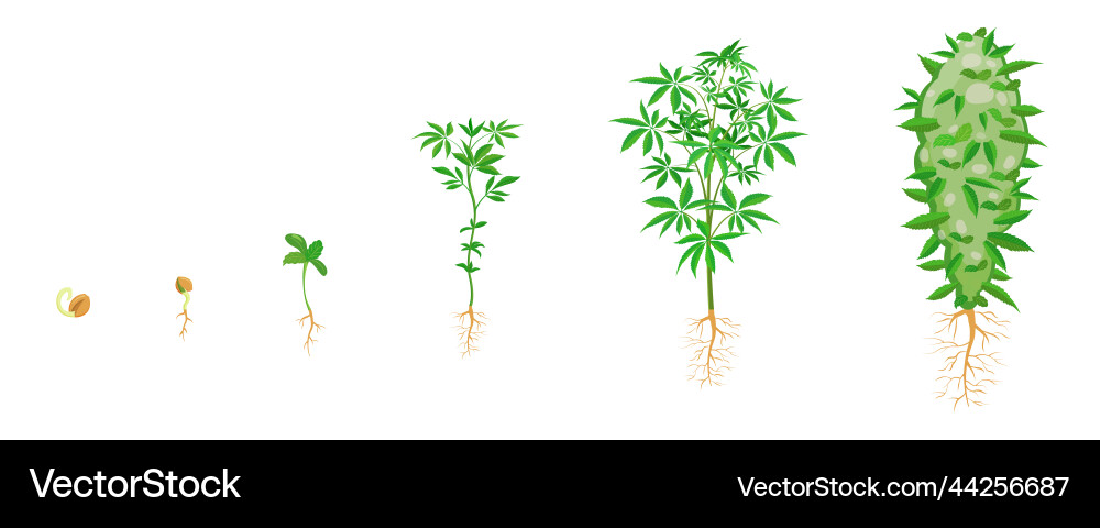 Cannabis growth in stages marijuana sprouting Vector Image