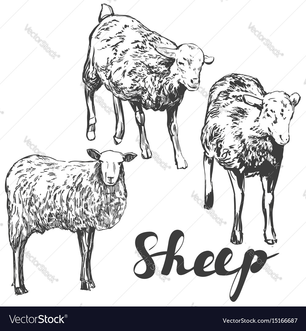 Sheep set hand drawn realistic Royalty Free Vector Image Sheep set hand drawn realistic Royalty Free Vector Image