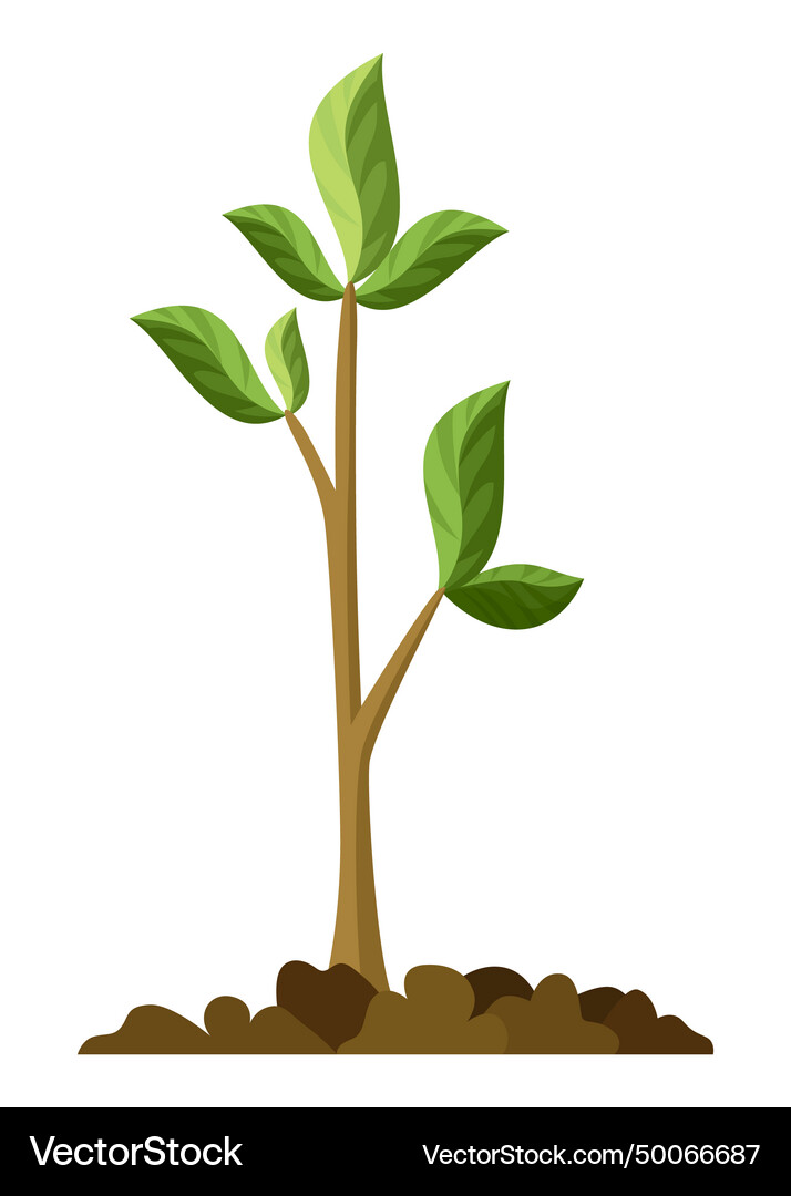 Stage of tree growth small tree growth with green Vector Image