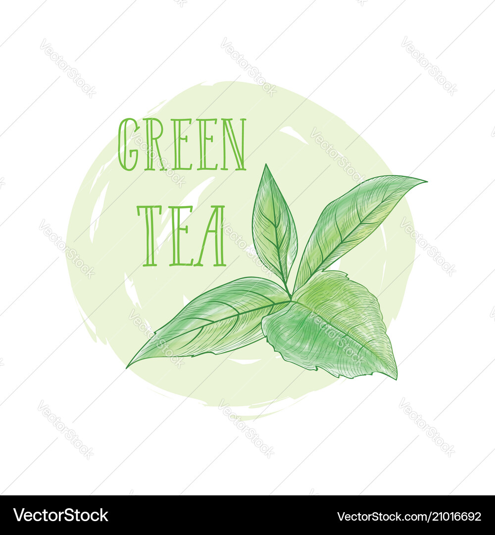 Tea leaves herb label with lettering green Vector Image