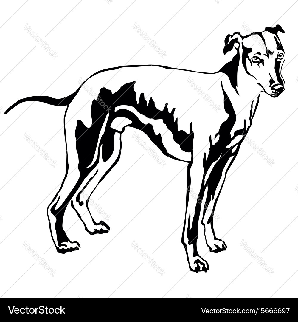 Decorative standing portrait dog whippet Vector Image