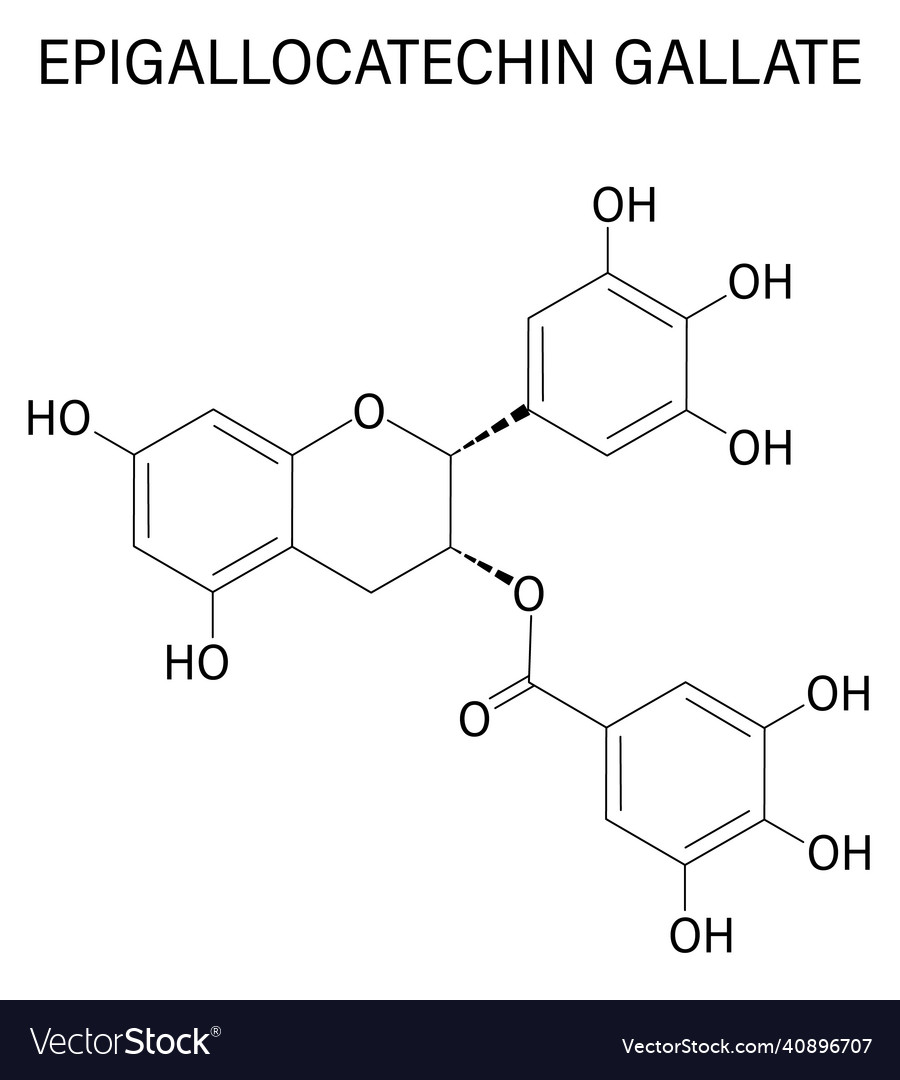 Epigallocatechin gallate or egcg molecule Vector Image