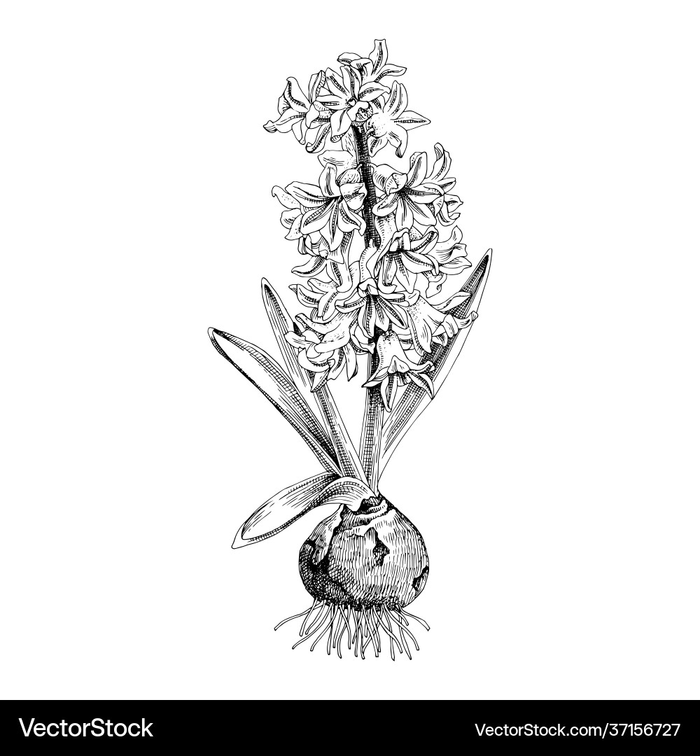 Hand drawn spring hyacinth flower Royalty Free Vector Image