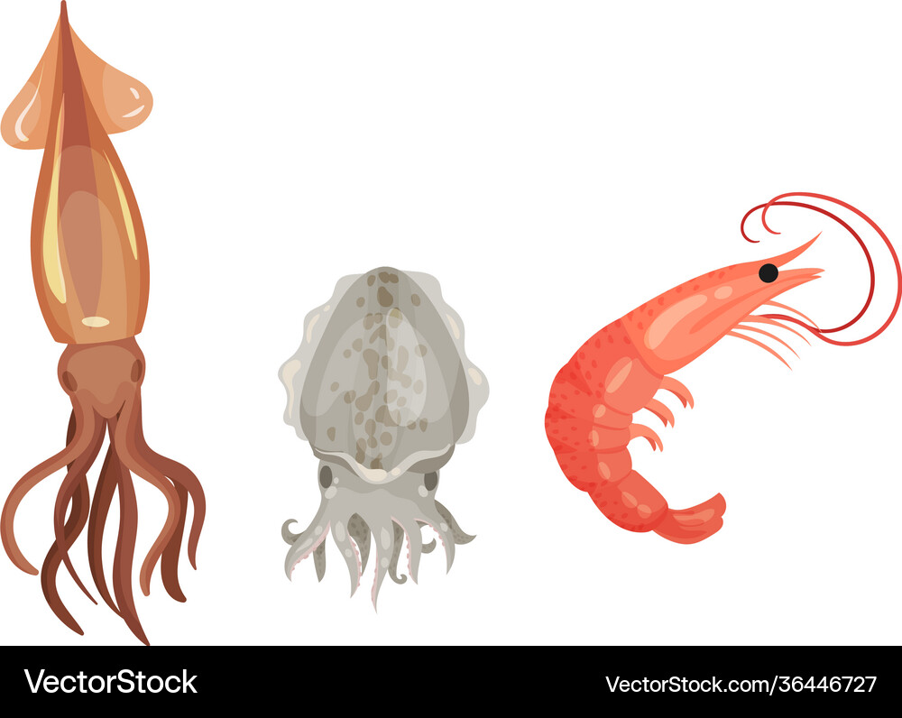 Squid with tentacles and shrimp as seafood Vector Image