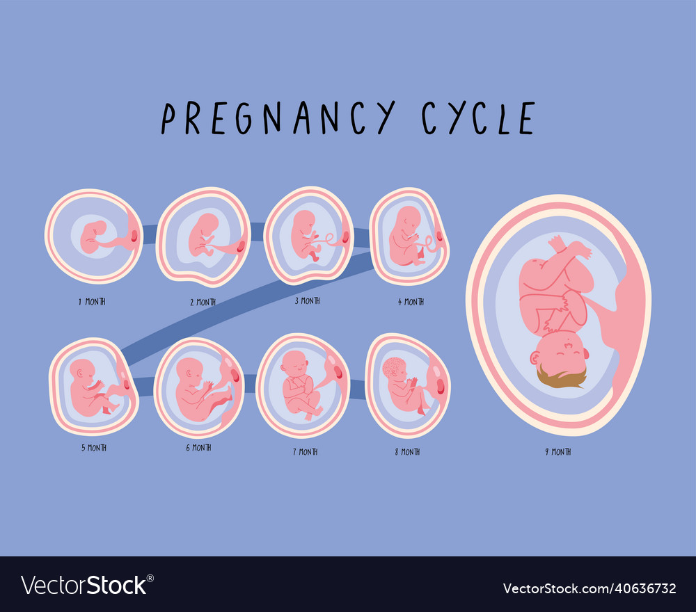 Embryo Development Months Phases Royalty Free Vector Image