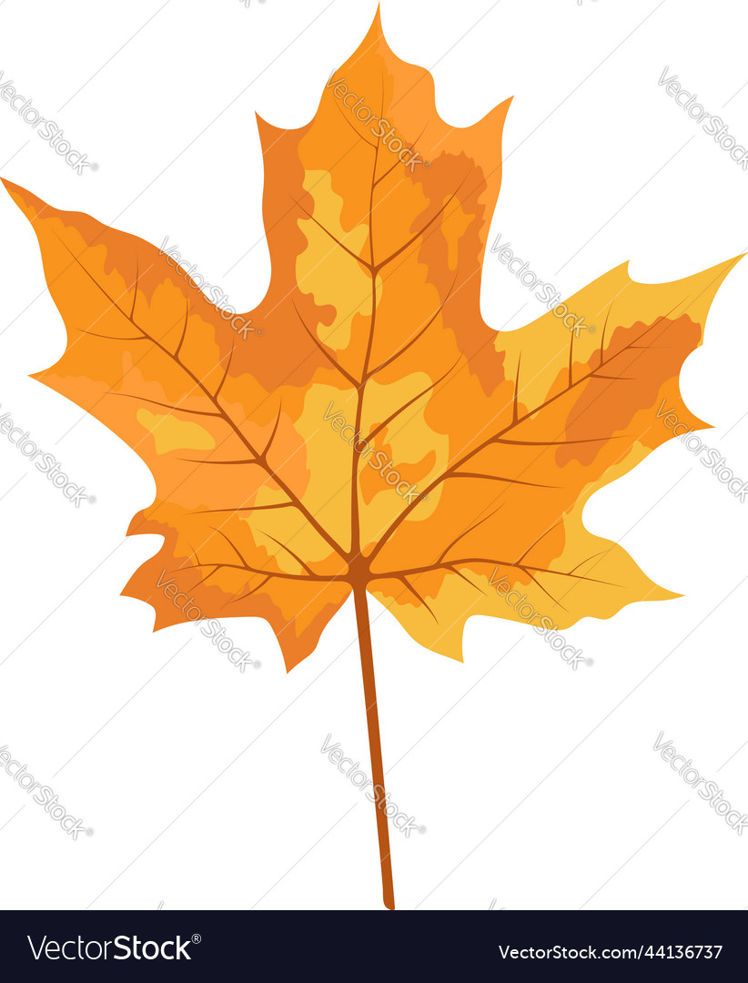 Autumn maple leaf Royalty Free Vector Image - VectorStock