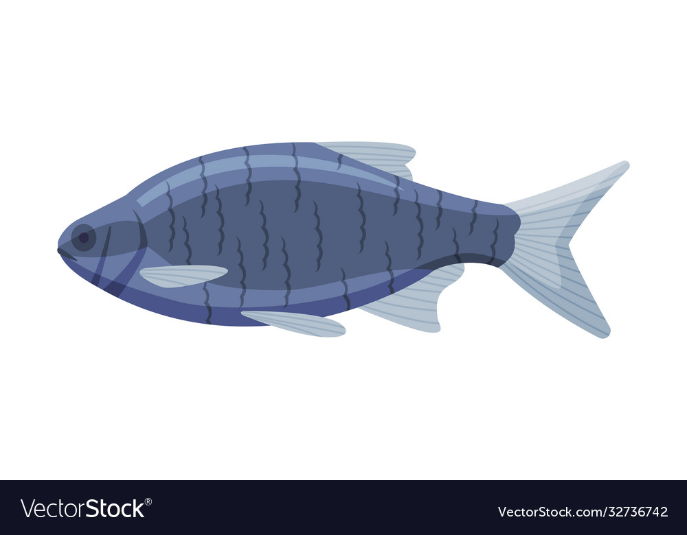 Tilapia freshwater fish fresh aquatic fish Vector Image Tilapia freshwater fish fresh aquatic fish Vector Image