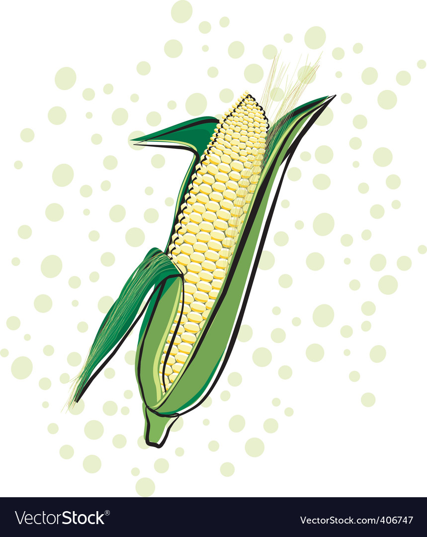 Corn Royalty Free Vector Image - VectorStock