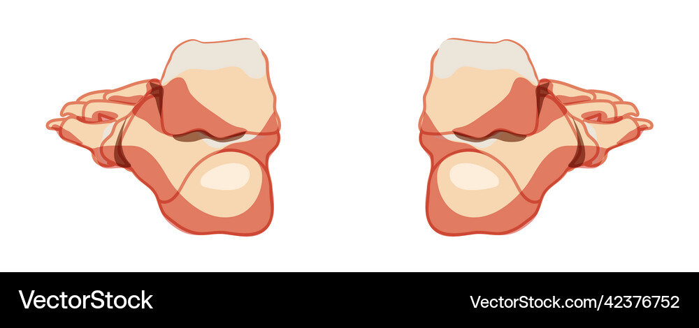 Foot and ankle bones human skeleton back posterior