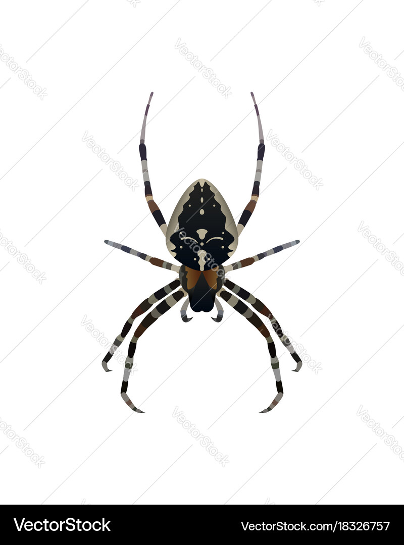 Insect spider Royalty Free Vector Image - VectorStock