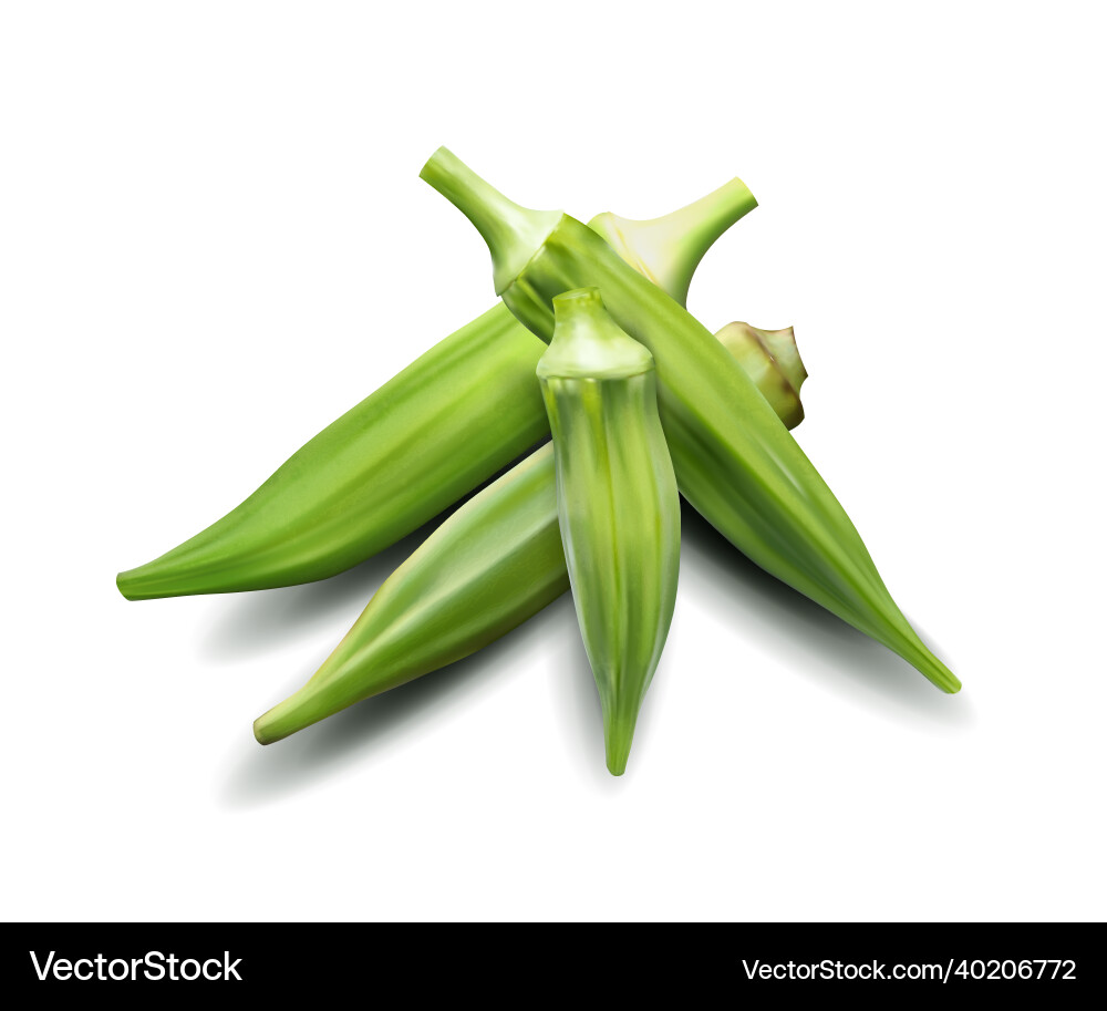 Fresh young okra isolated on white background Vector Image