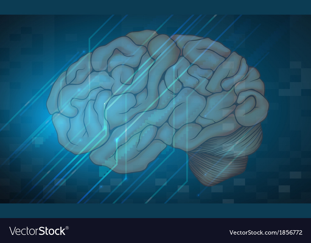 Human brain Royalty Free Vector Image - VectorStock