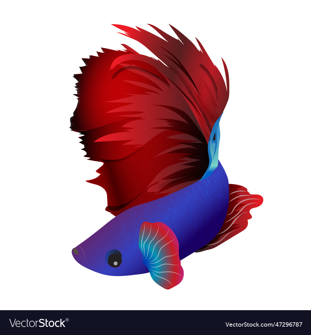 Betta fish Royalty Free Vector Image - VectorStock