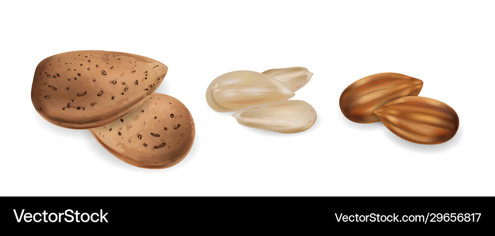 Almond nuts raw and peeled realistic set Vector Image