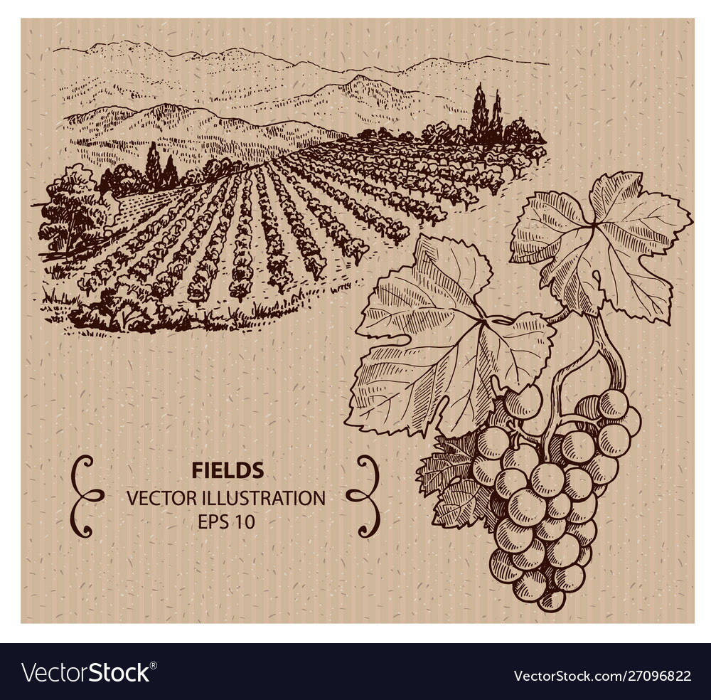 Vineyard Royalty Free Vector Image - VectorStock