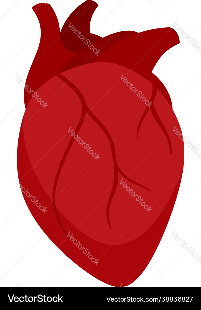 Muscle human heart icon flat isolated Royalty Free Vector