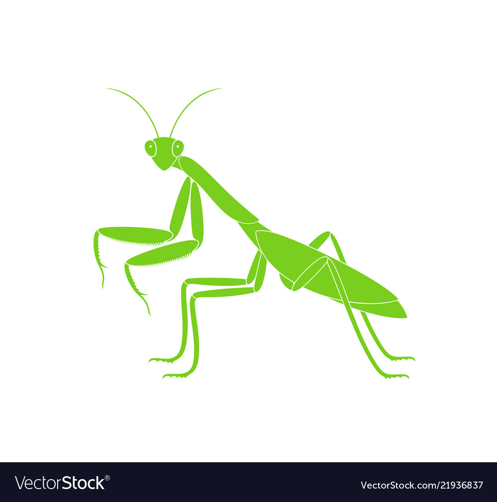 Praying mantis Royalty Free Vector Image - VectorStock