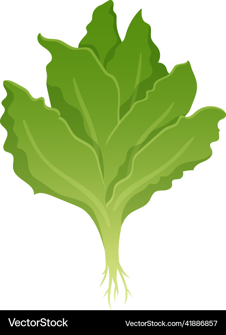 Lettuce from greenhouse composition Royalty Free Vector