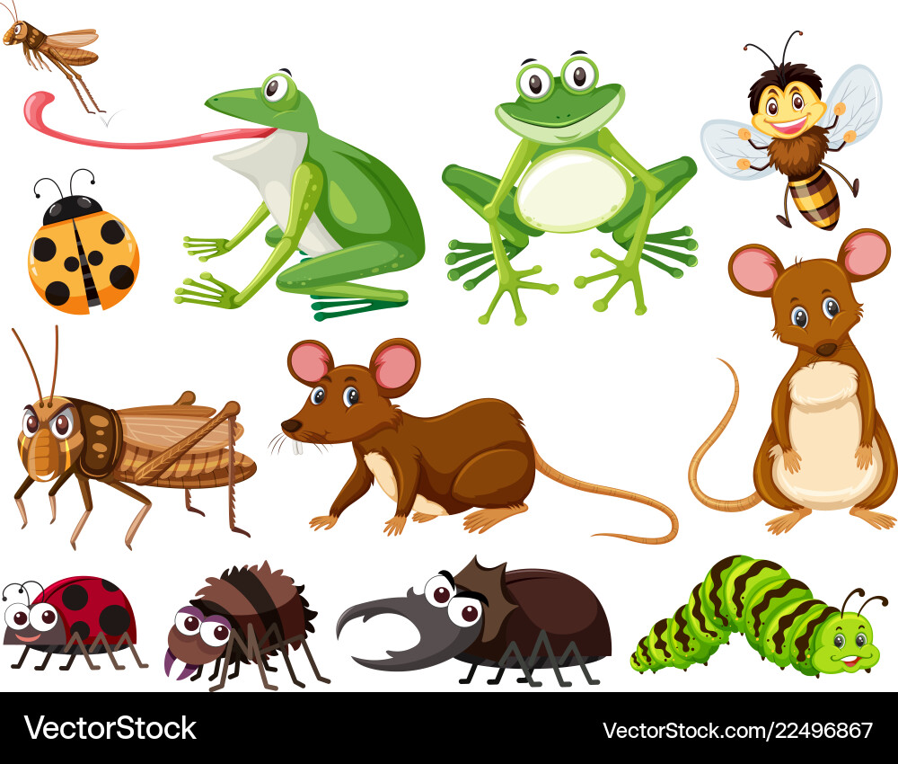 Set of animals and insects Royalty Free Vector Image