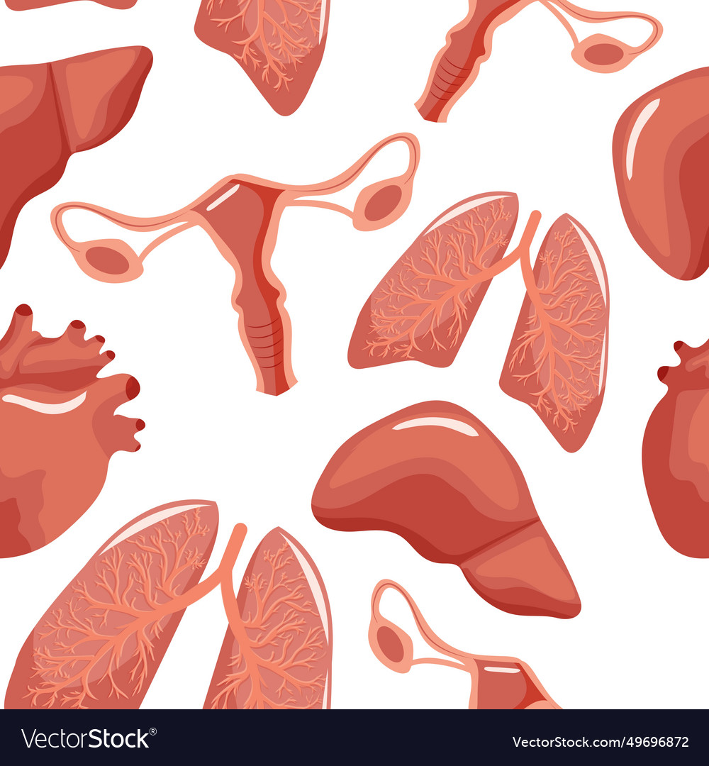 Organs pattern Royalty Free Vector Image - VectorStock