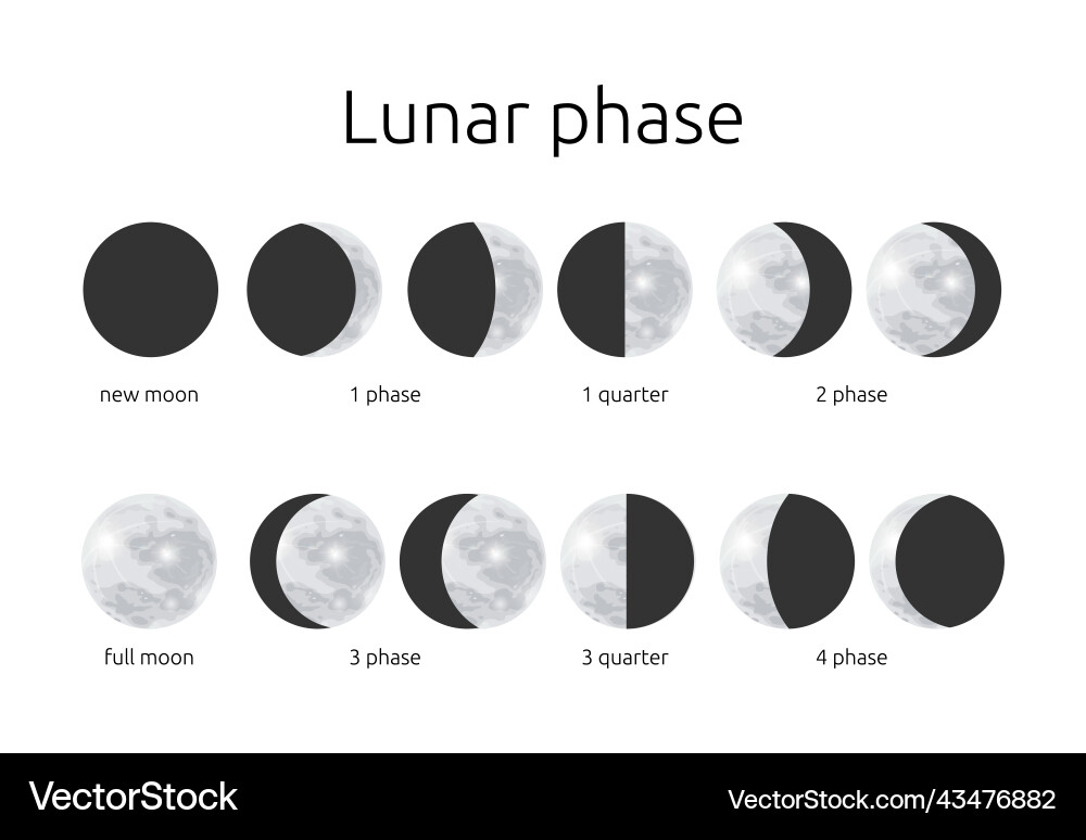 Half and circle moon phases astrology calendar Vector Image
