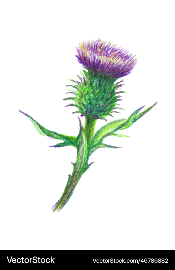 Hand drawn of a thistle flower Royalty Free Vector Image