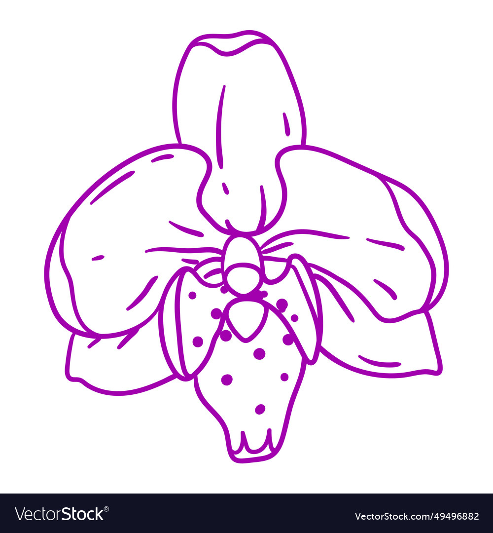 Orchid flower beautiful Royalty Free Vector Image