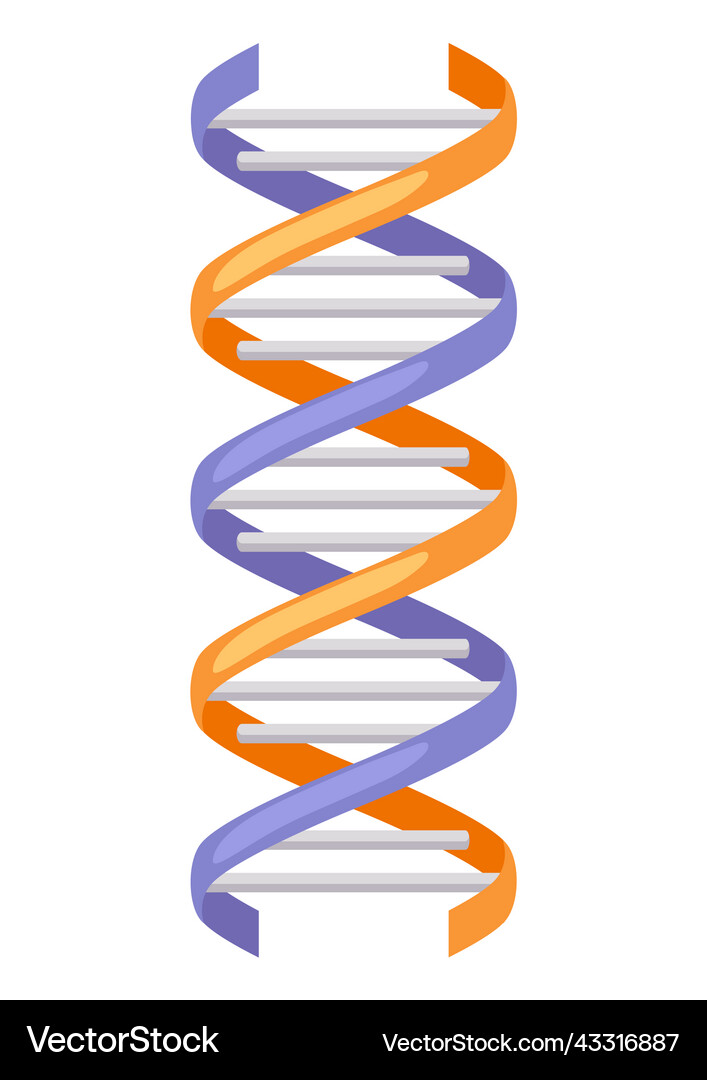 Dna model medical and scientific Royalty Free Vector Image