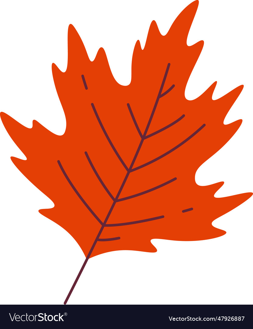 Maple tree leaf Royalty Free Vector Image - VectorStock