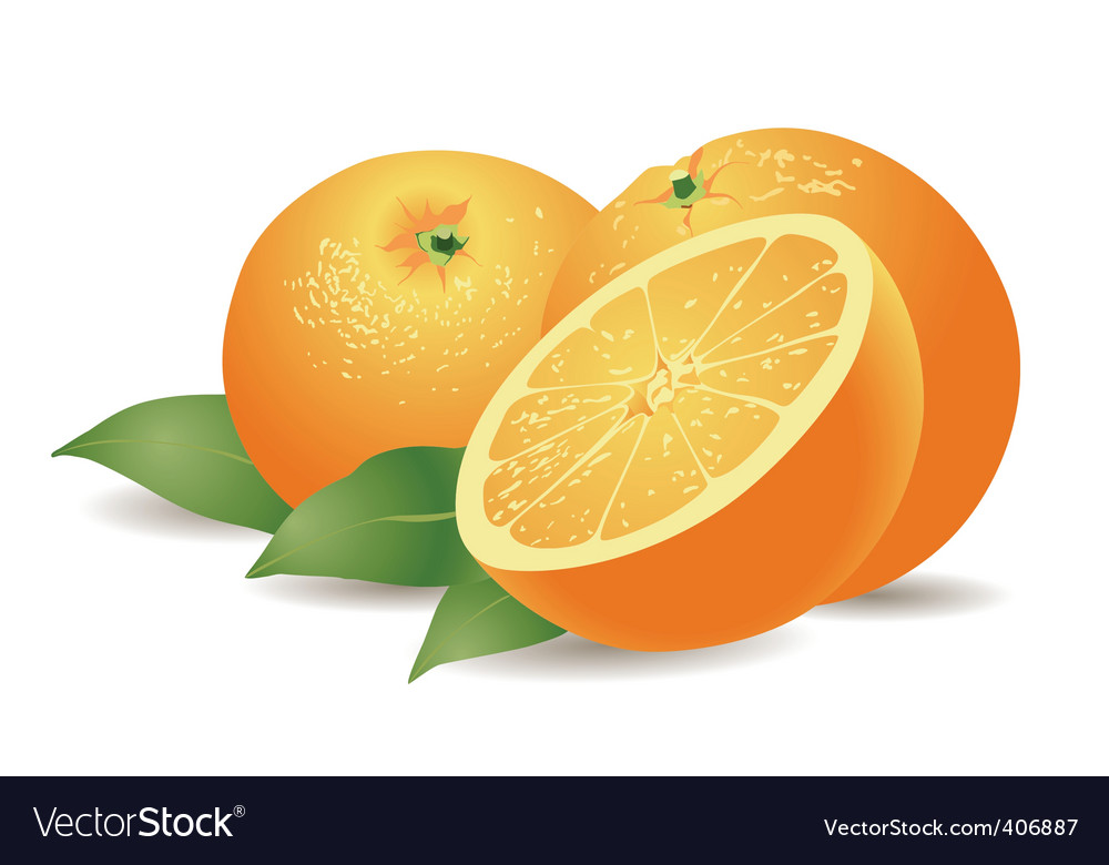 Orange Royalty Free Vector Image - VectorStock