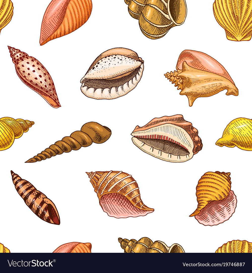 Seamless pattern shells or mollusca different Vector Image