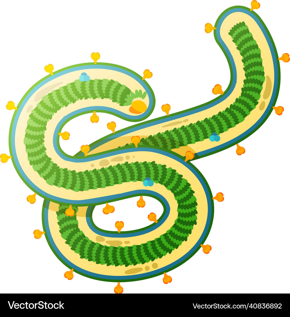 Ebola human virus composition Royalty Free Vector Image