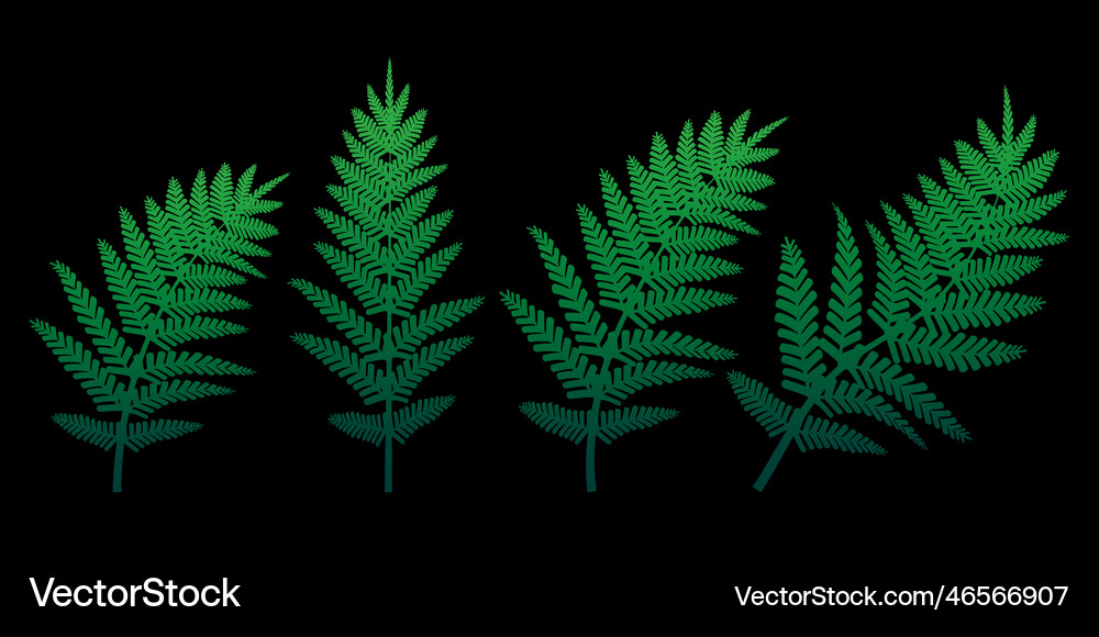 Green fern on a black background Royalty Free Vector Image