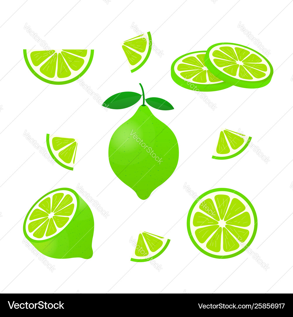 Lime with green leaves slice citrus isolated Vector Image