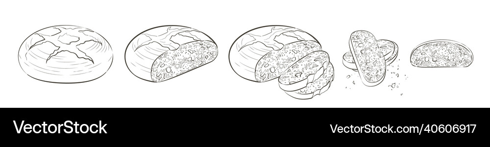 Loaf of bread rye rounde rustic or whole Vector Image
