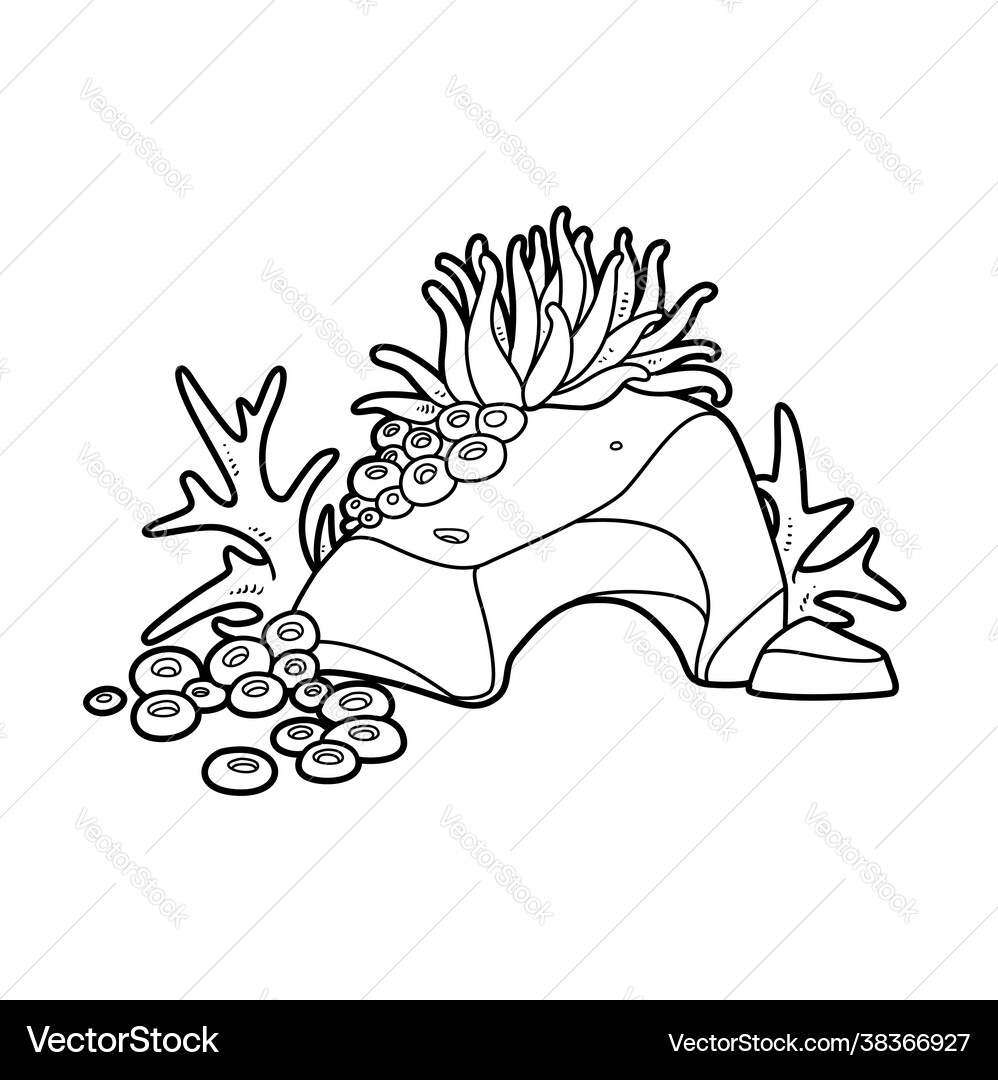 Corals and polyps growing on stone coloring book Vector Image