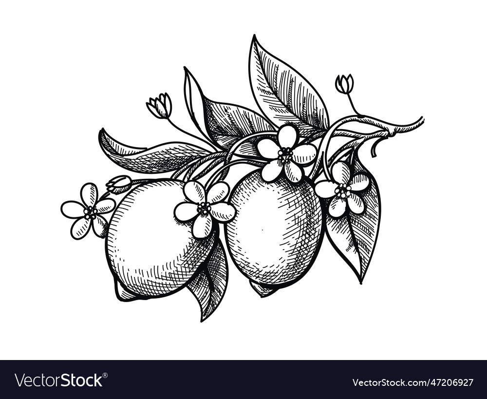 Lemon branch hand drawn fruit leaves Royalty Free Vector