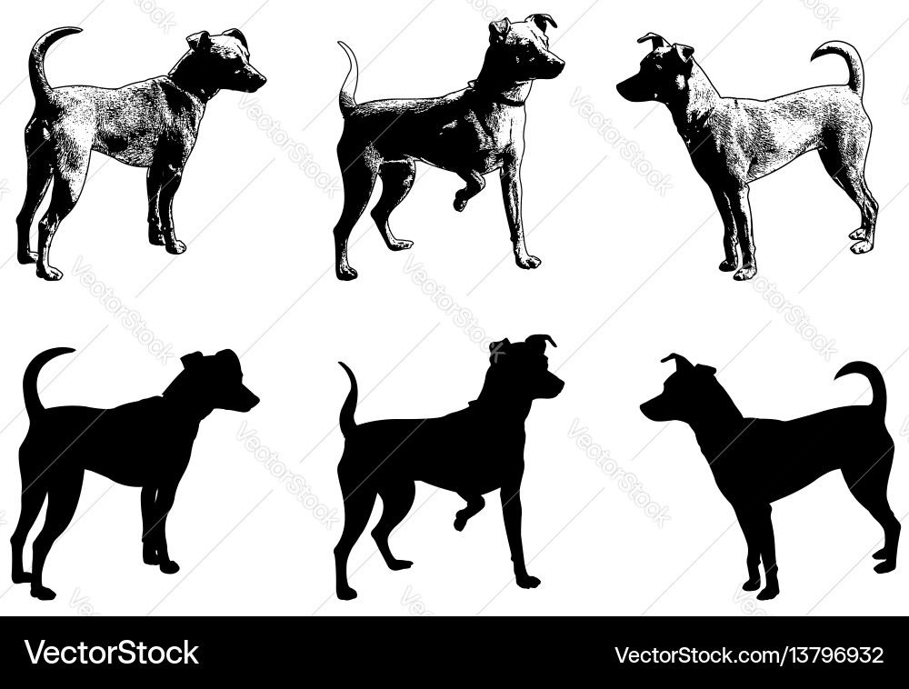 Mini pincher dog Royalty Free Vector Image - VectorStock