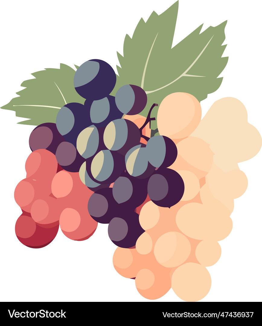 Ripe grape bunches symbolize healthy eating Vector Image