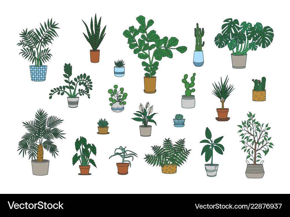 Set decorative houseplants growing in planters Vector Image