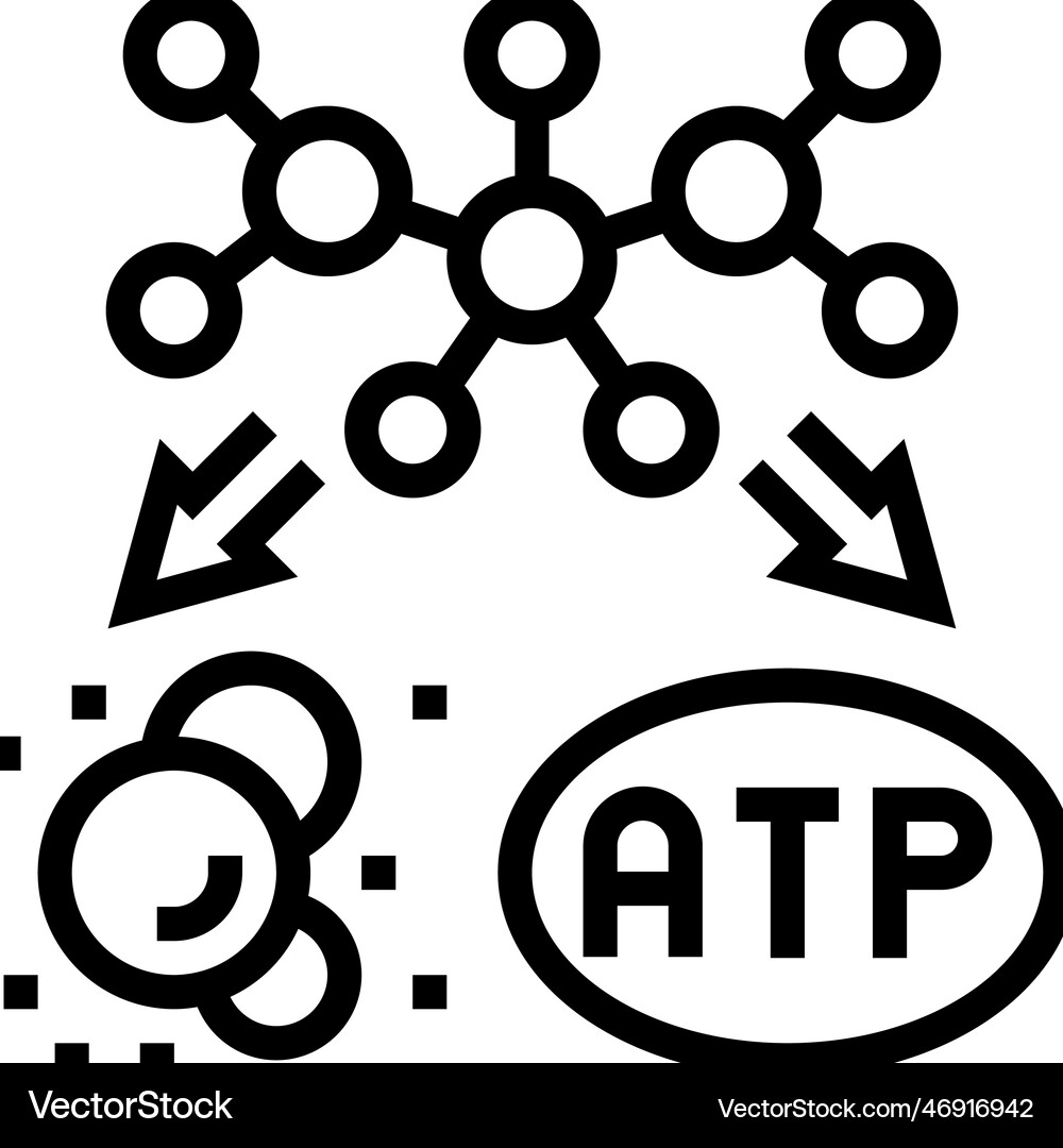 Catabolism biochemistry line icon Royalty Free Vector Image