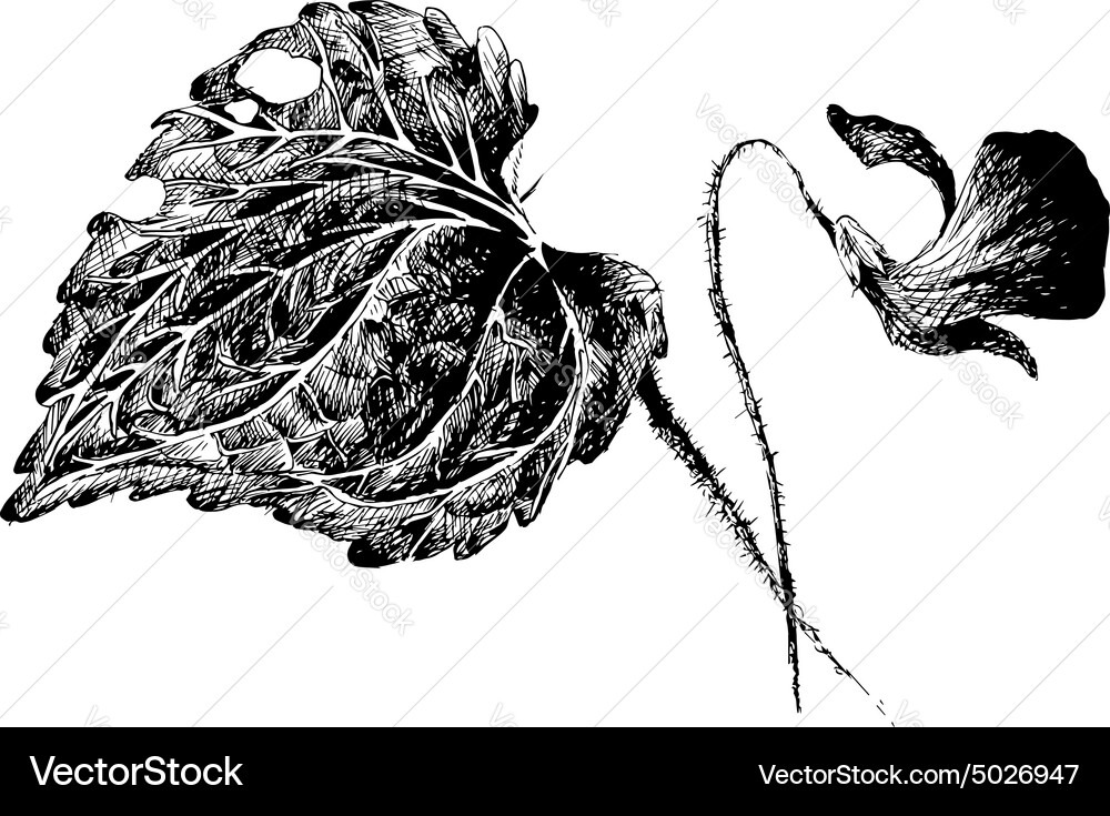 Flower violet by hatching in eps sketch Royalty Free Vector